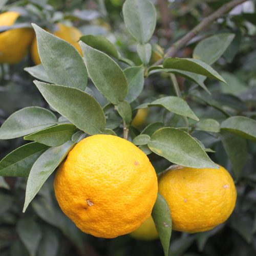 Citronnier Citradia 139 - Véritable Citronnier Rustique Juteux avec Peu ...